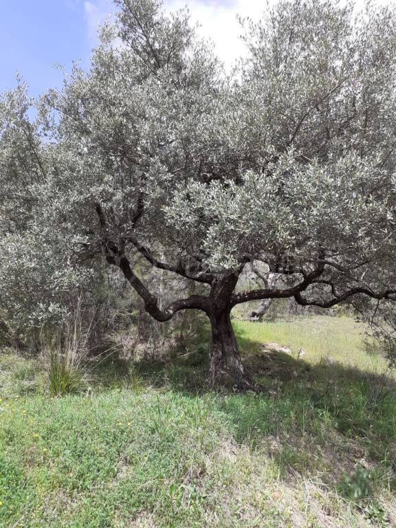 Villa in in vendita da privato a Castellino del Biferno strada Comunale Castellino Campolieto