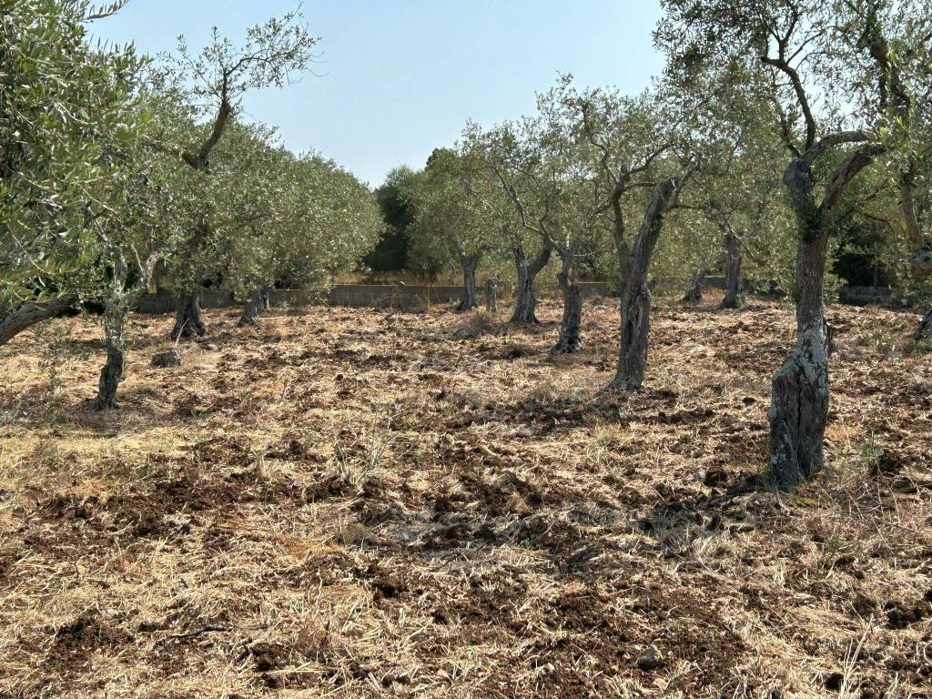 Villa in in vendita da privato a Sassari strada Vicinale Scardacciu, 1I