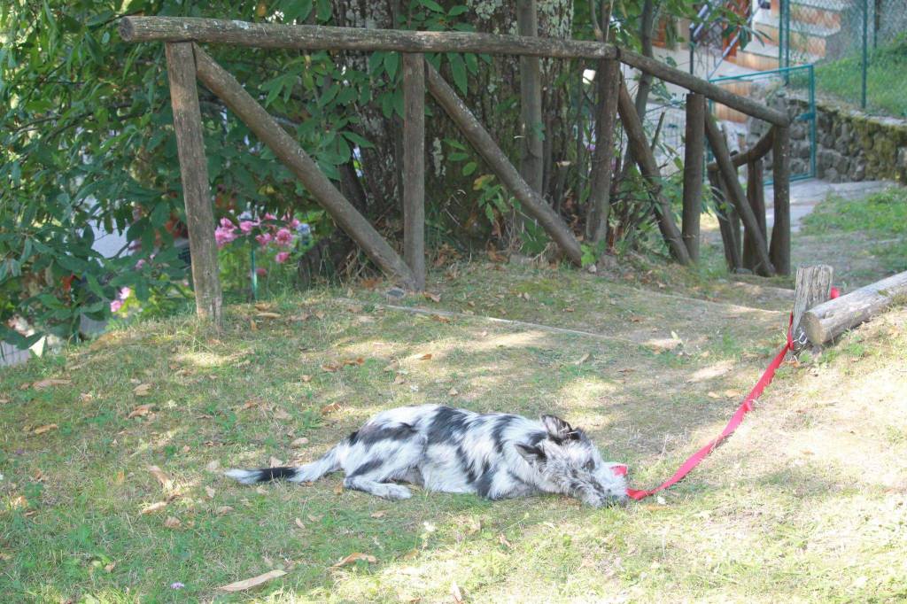 Appartamento in in vendita da privato a Zeri strada Provinciale di Adelano