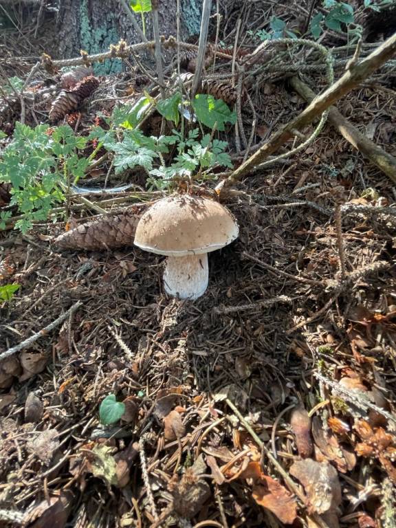 Casa Indipendente in vendita a Caiolo località Beltram