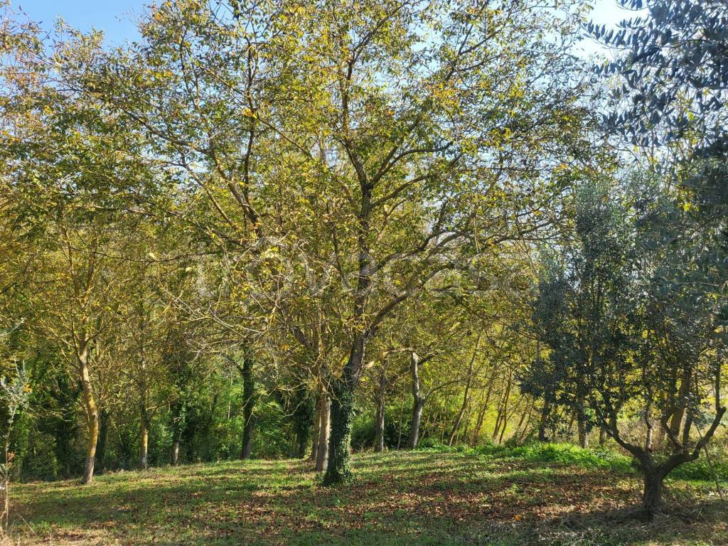 Rustico in in vendita da privato a Falerone via Pozzo, 102