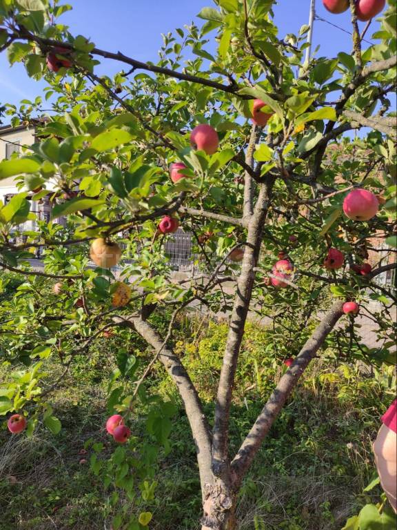 Casale in in vendita da privato a Zinasco via Luigi Cadorna