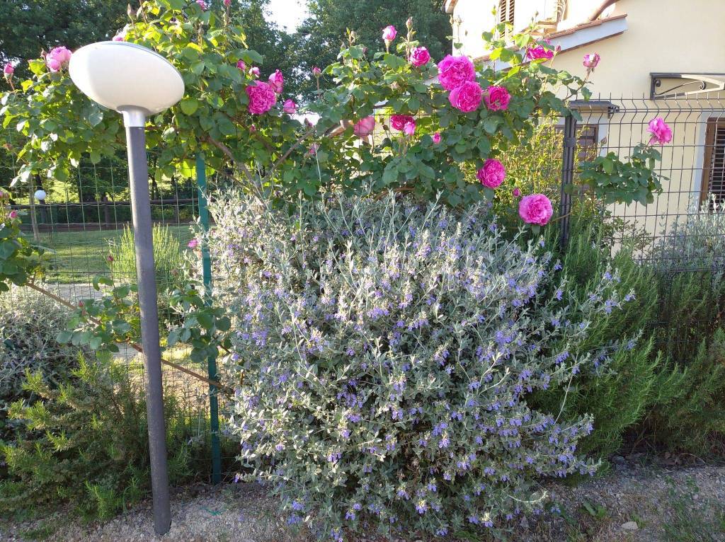 Casa Indipendente in in vendita da privato a Civitella in Val di Chiana via Rodolfo Morandi, 100
