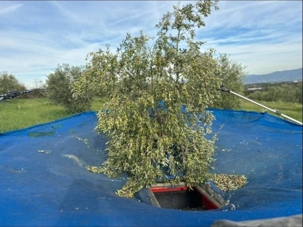Terreno Agricolo in vendita a Civitella in Val di Chiana via di Dorna ...